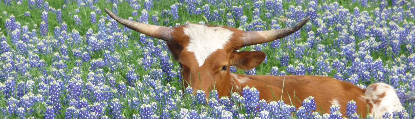 Texas Education Research Center